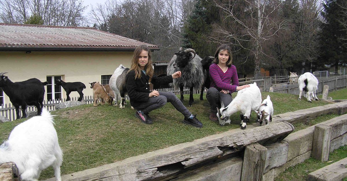 Ausflugstipp Plättli Zoo - MiBon
