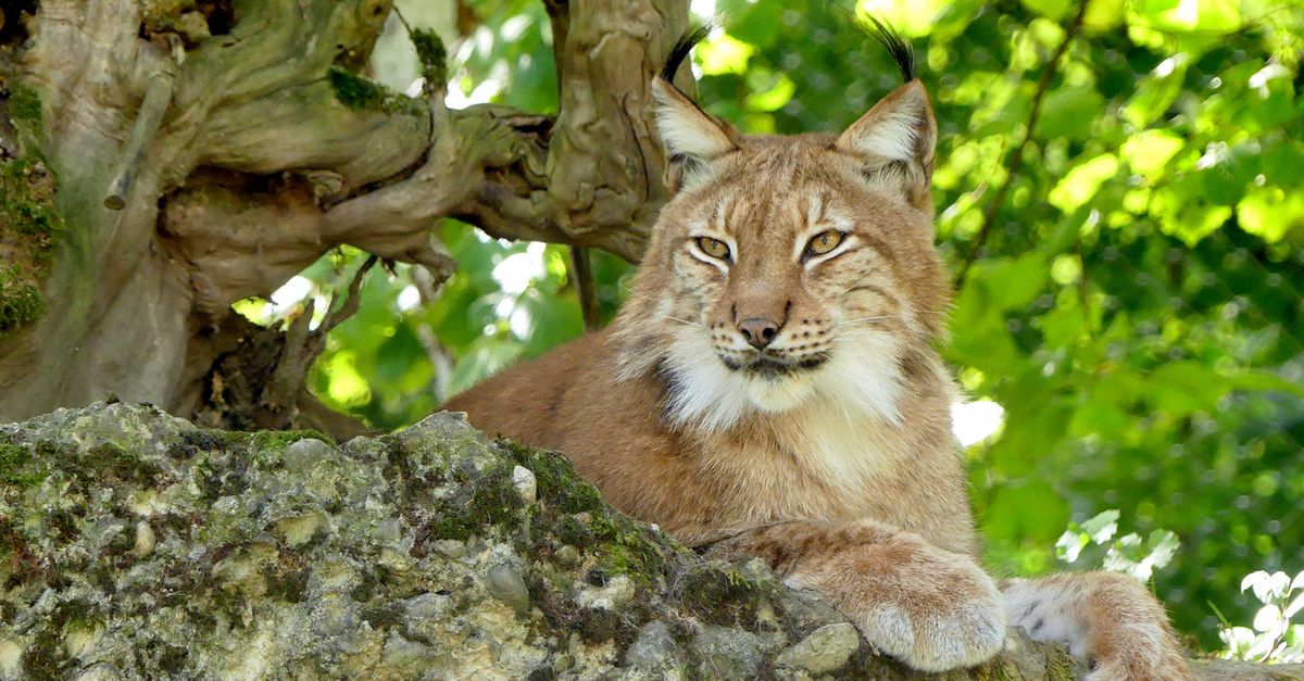 Ausflugstipp Tierpark Lange Erlen - MiBon