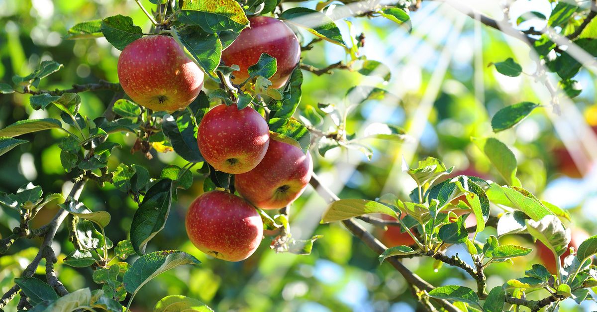Vielseitiger Apfel – von sauer bis süss - MiBon